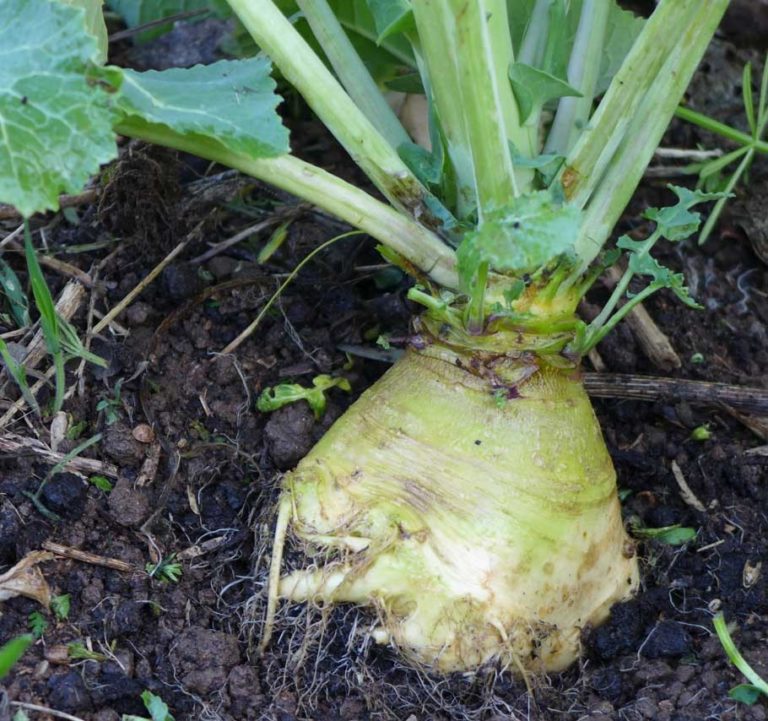 Nabo amarillo de mesa (S3069) – Tienda Dulce Revolución oficial